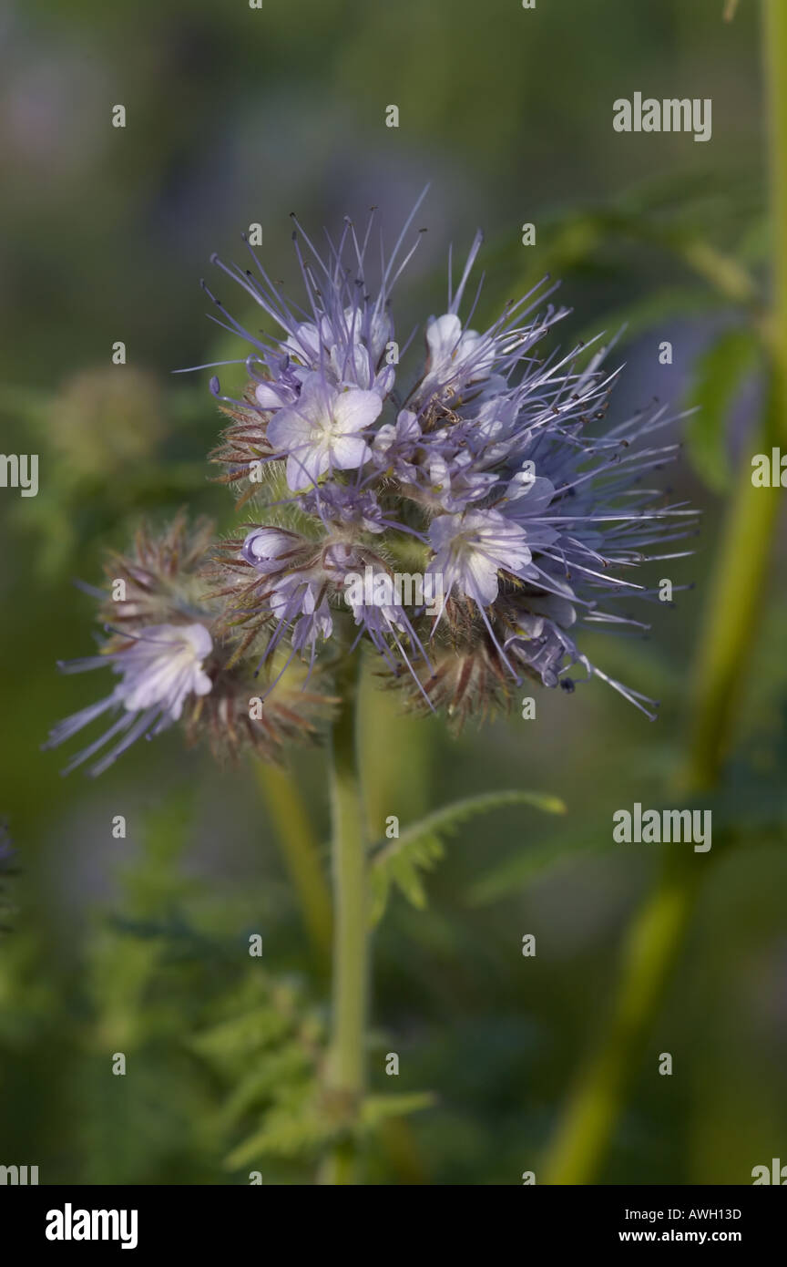 Stringy flower hi-res stock photography and images - Alamy