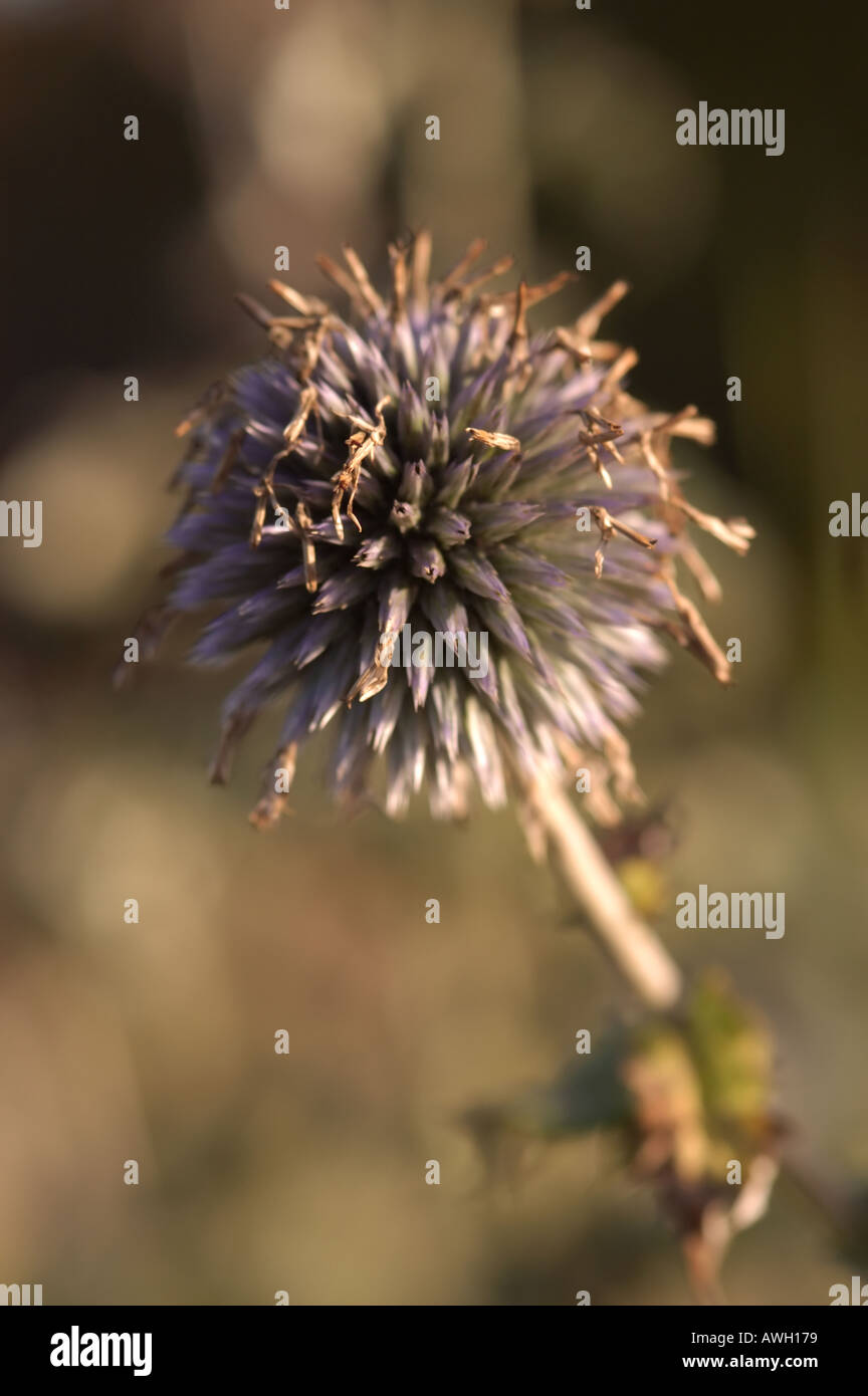 Echinops with stem and purple flower head Stock Photo - Alamy