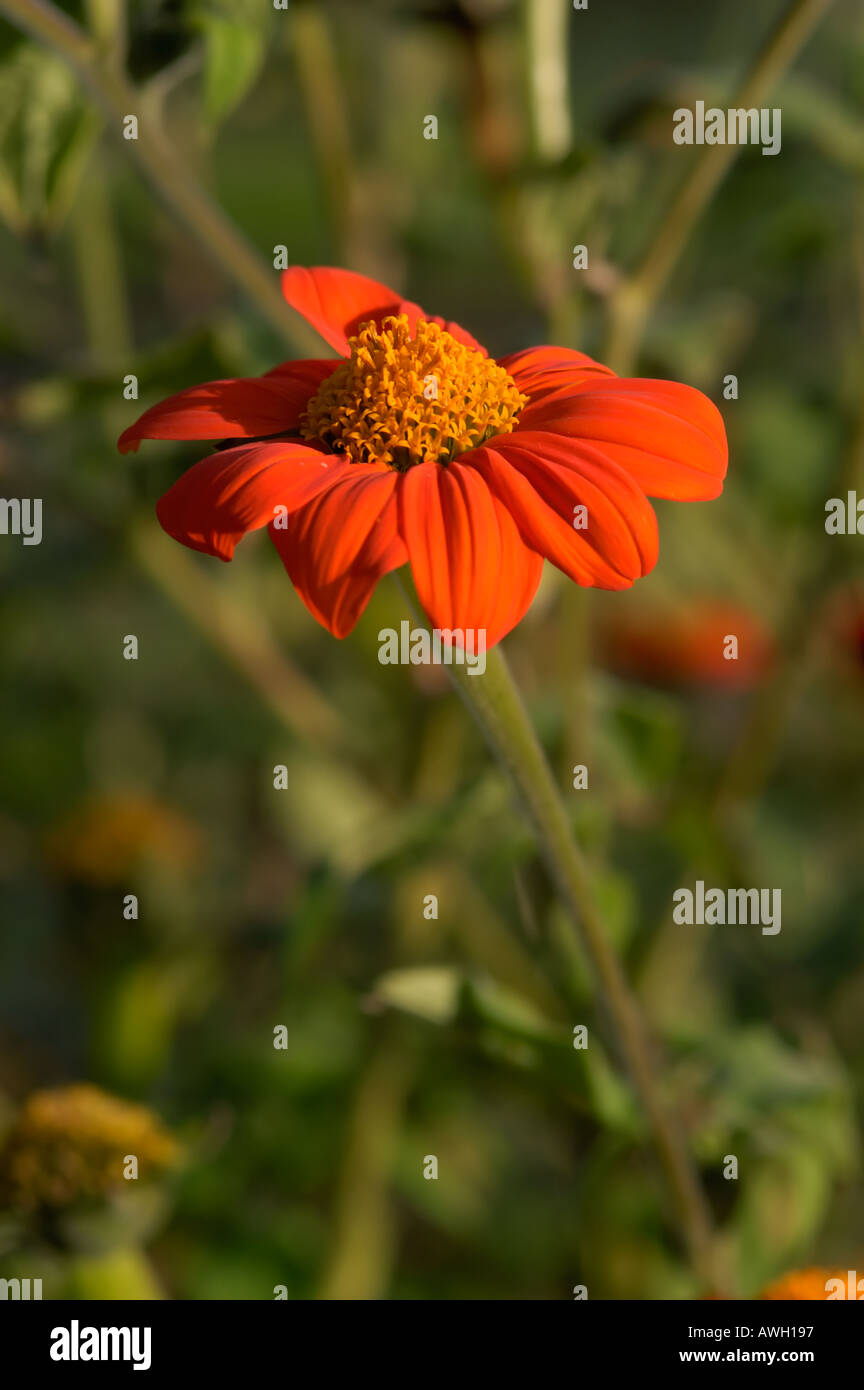 Tithonia seed hi-res stock photography and images - Alamy