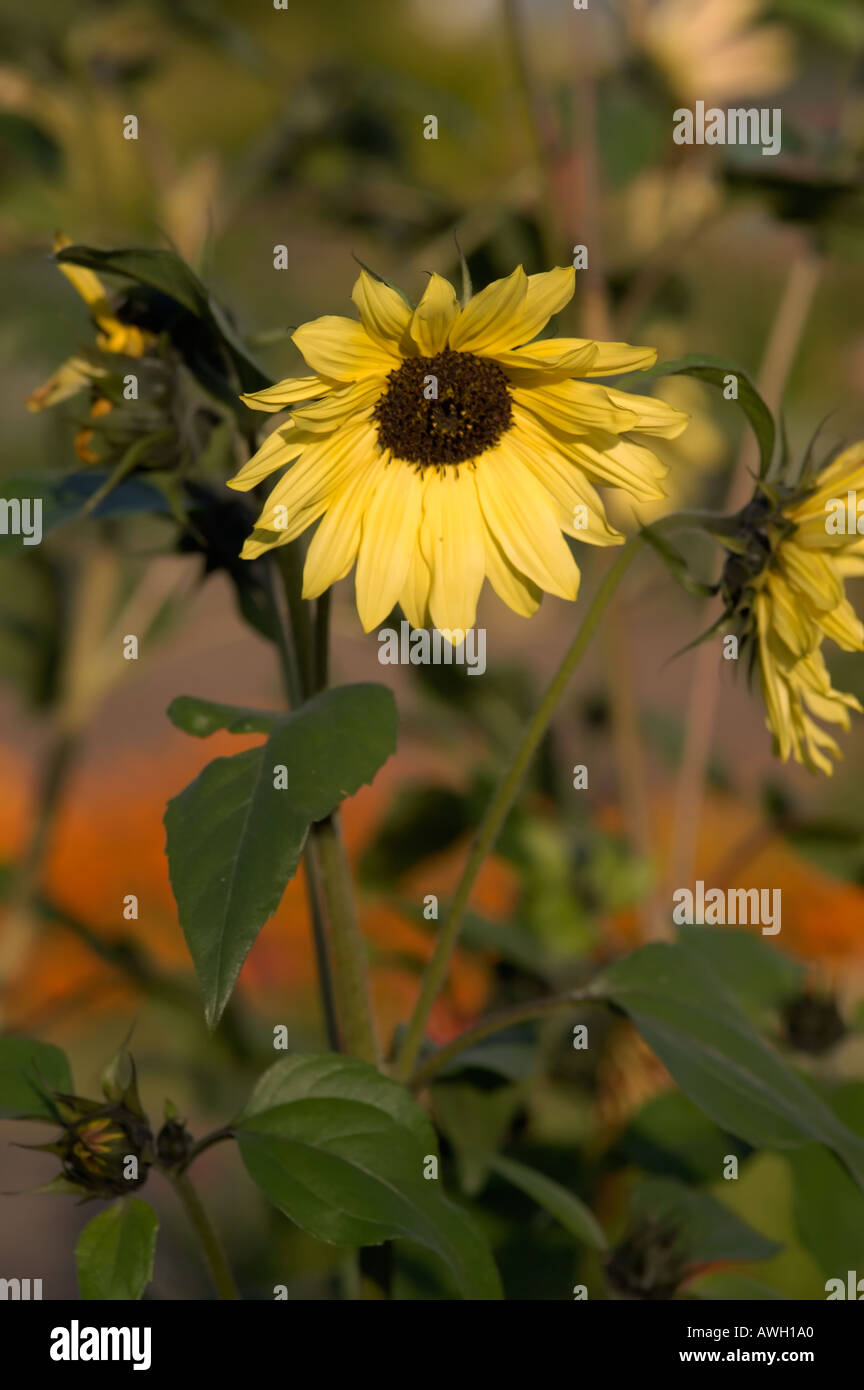 Sunflower with small yellow head Stock Photo - Alamy
