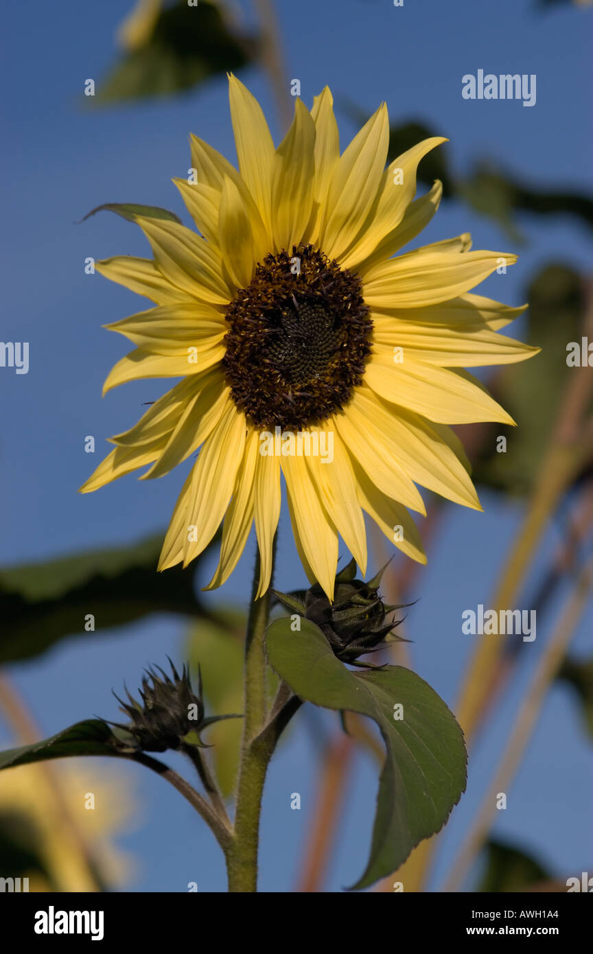 Sunflower with small yellow head Stock Photo - Alamy