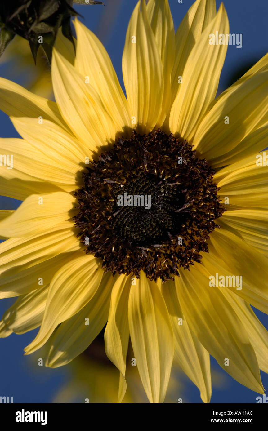 Sunflower with small yellow head Stock Photo - Alamy