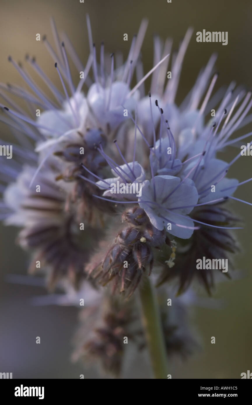 Alpine phacelia hi-res stock photography and images - Alamy