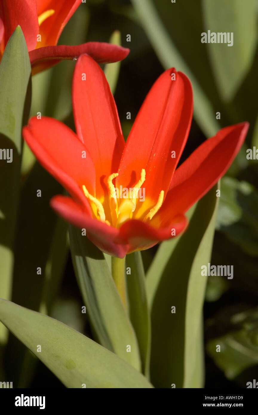 Tulip Red Riding Hood High Resolution Stock Photography and Images - Alamy