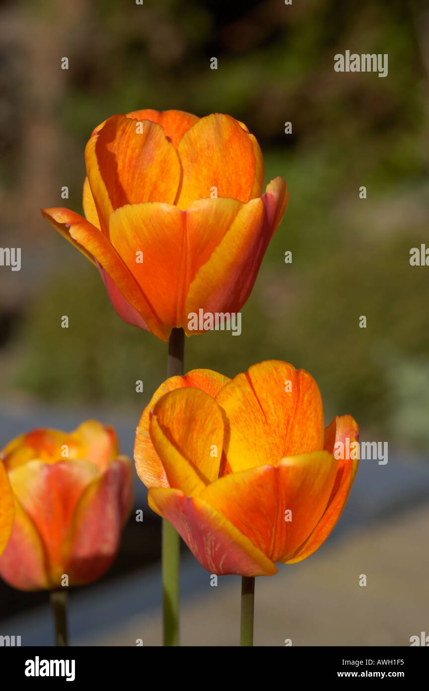 Dawini hi-res stock photography and images - Alamy