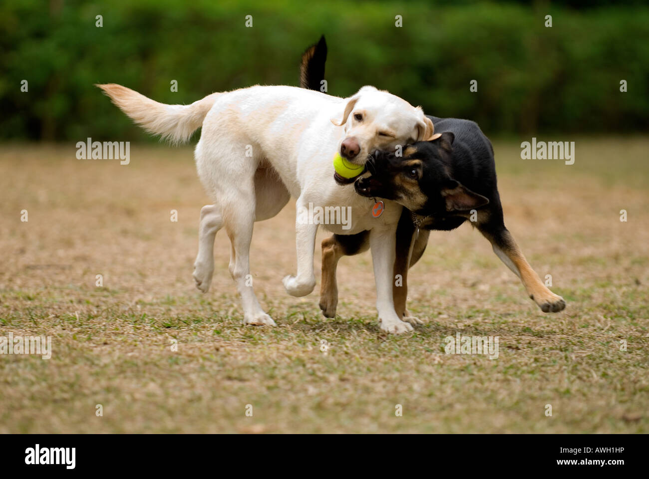 Two dogs playing Stock Photo - Alamy