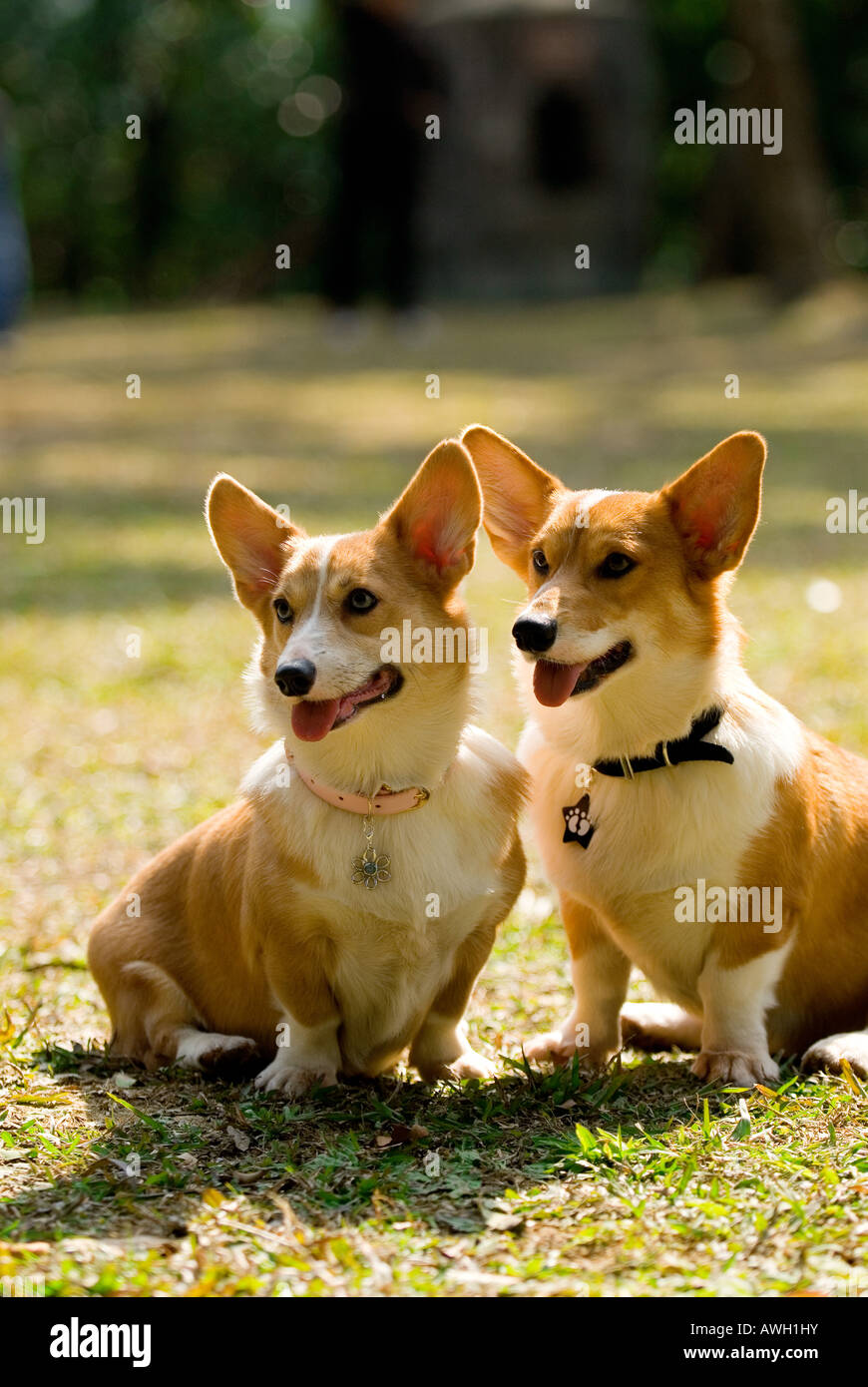Two corgis hi-res stock photography and images - Alamy