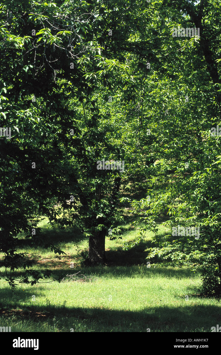 Morocco, Middle Atlas, Holm-oak (Quercus Ilex) in forests surrounding ...