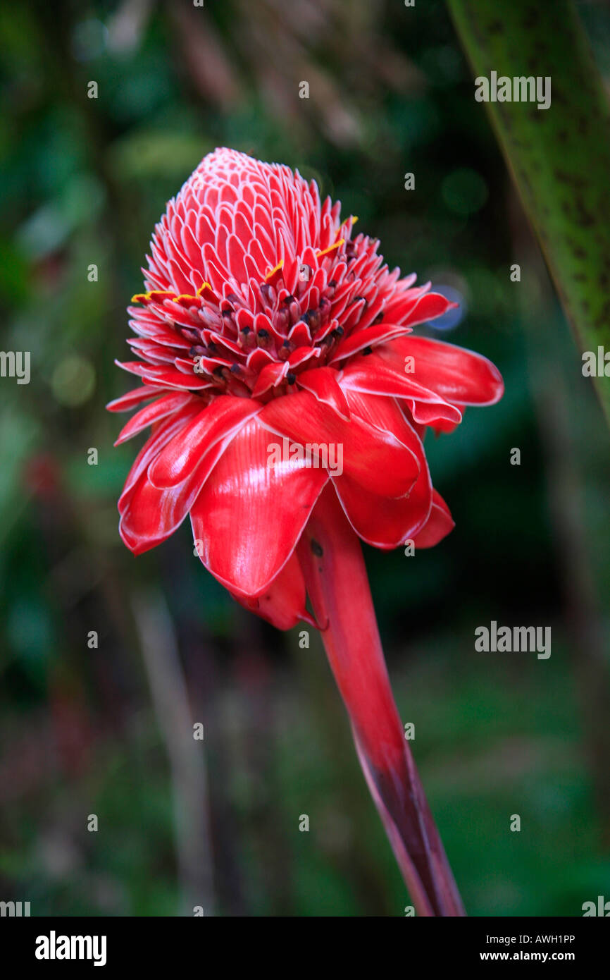 Torch Ginger Hilo Island of Hawaii Stock Photo - Alamy