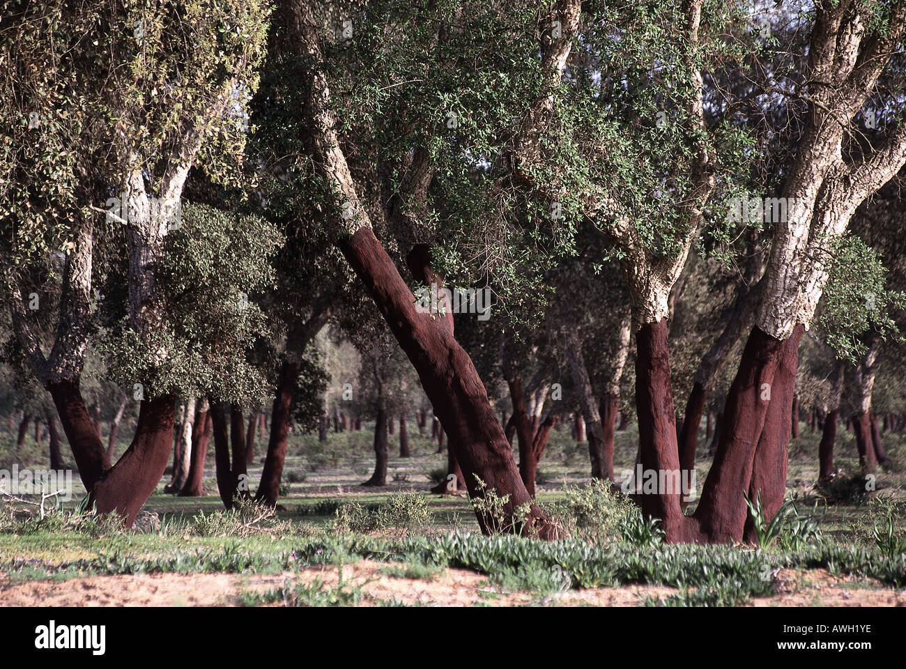 Morocco, Forest of Mamora, cork-oaks stripped of bark Stock Photo - Alamy