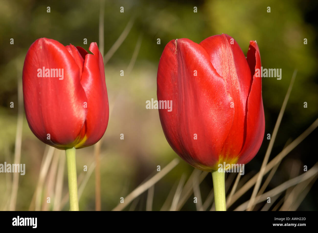 Two different color flower bouquet hi-res stock photography and images ...