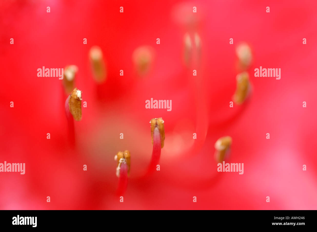 Foliar stem hi-res stock photography and images - Alamy