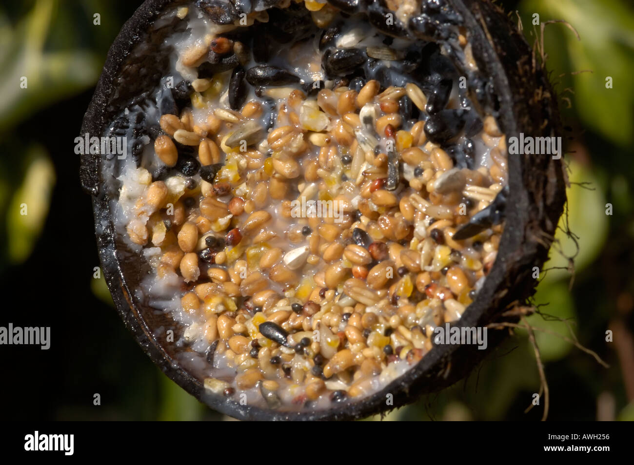 A bird feeder with seeds embedded in fat for feeding birds during the ...