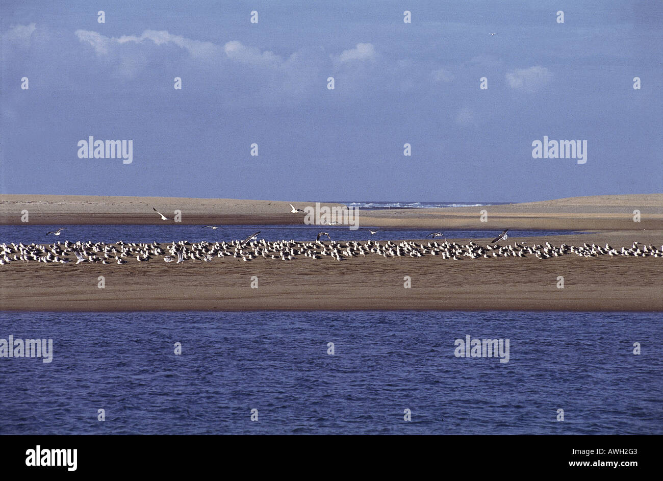 Migratory birds on merja zerga lagoon hi-res stock photography and ...