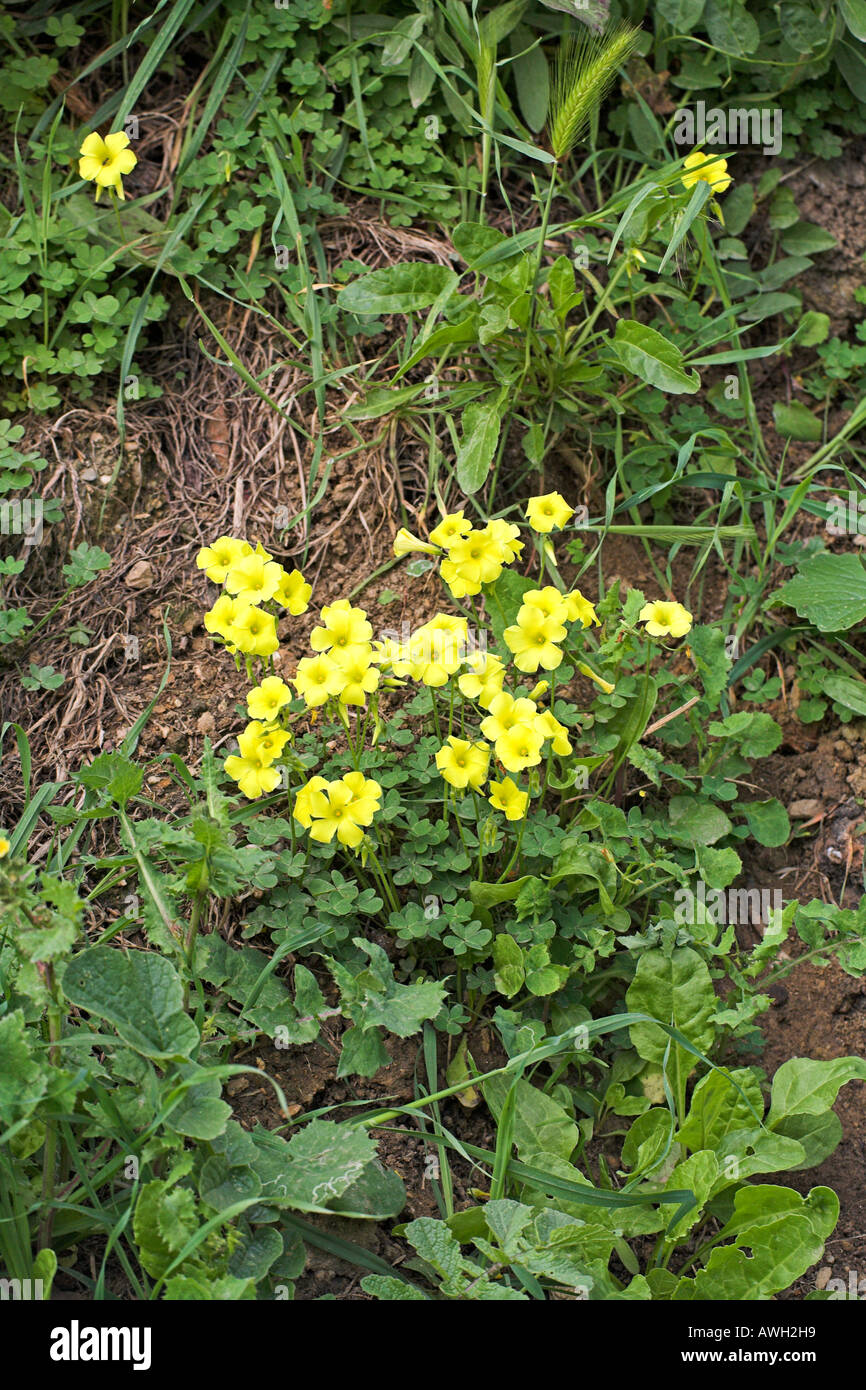 Bermuda buttercup Oxalis pes caprae on roadside bank Near Bastia ...