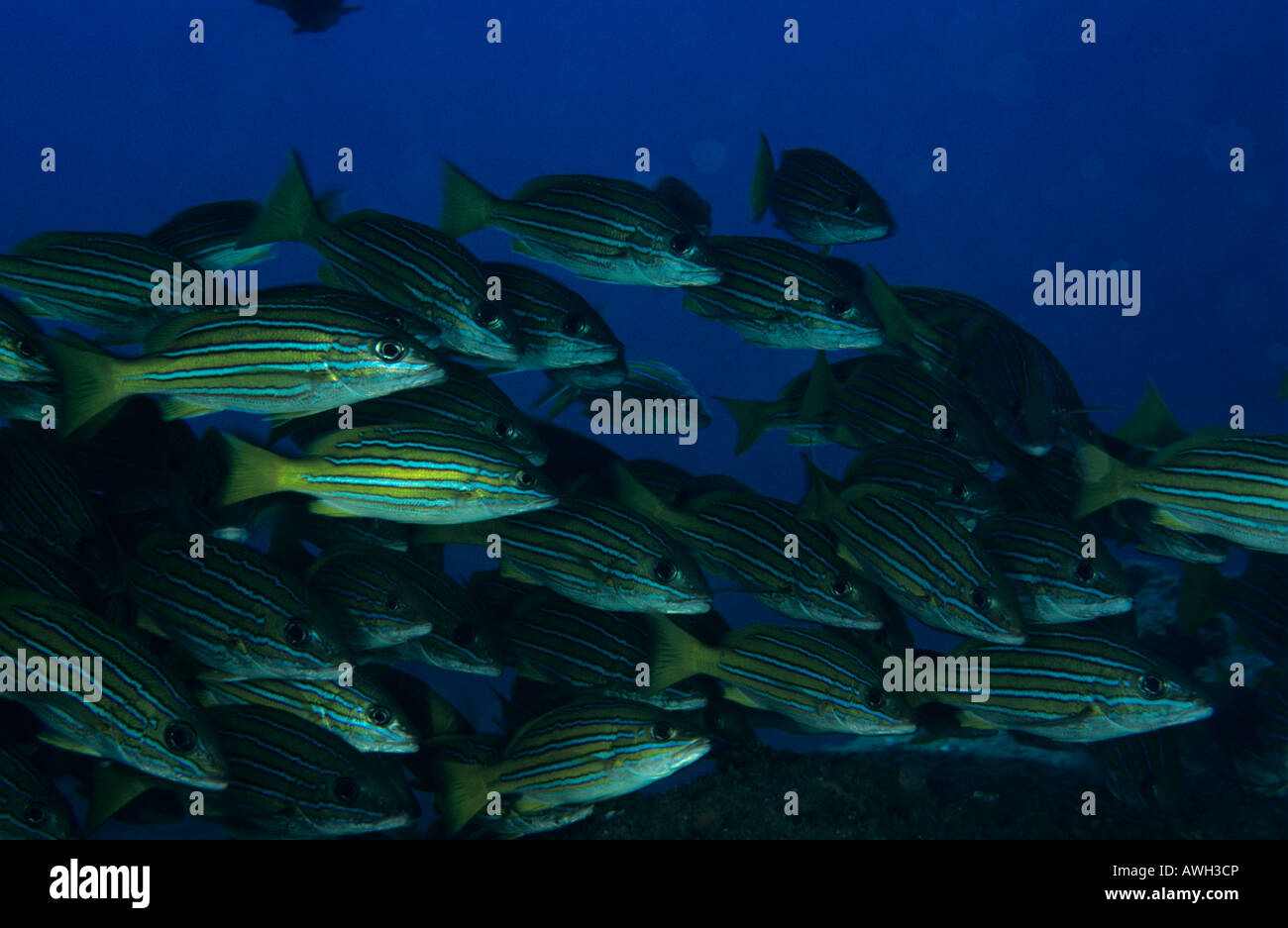 Striped Sweet lip, read sea, Egypt Stock Photo - Alamy