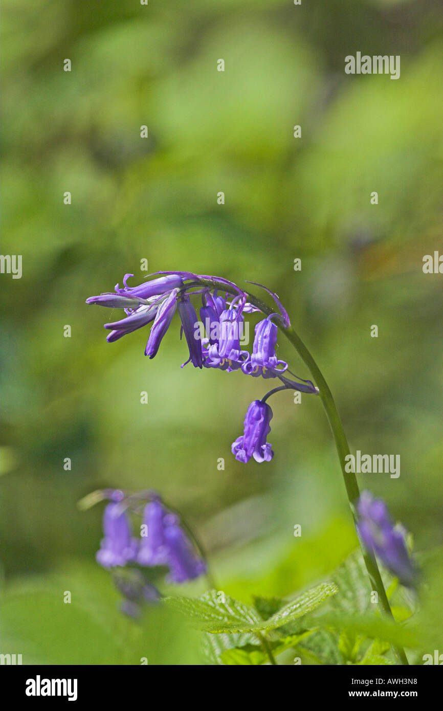 Bluebells Hyacinthoides non scriptus in Martin Wood Martin Hampshire ...