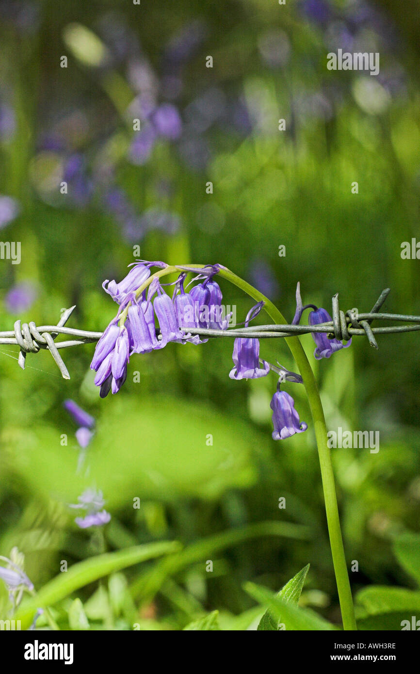 Bluebells Hyacinthoides non scriptus in Martin Wood Martin Hampshire ...