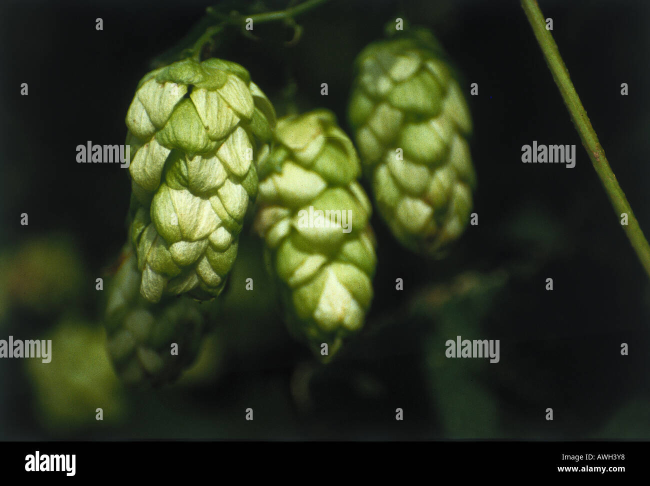 Germany, Bavaria, female hop flowers (Humulus lupulus), close-up Stock ...