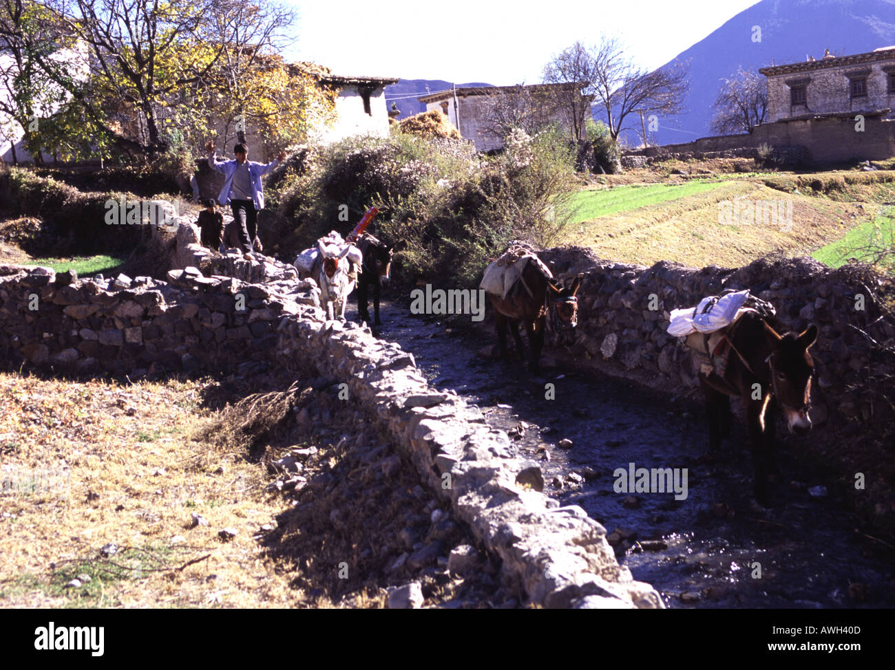 Salt Caravan at the Yanjing Salt Fields Kham Tibet Stock Photo - Alamy