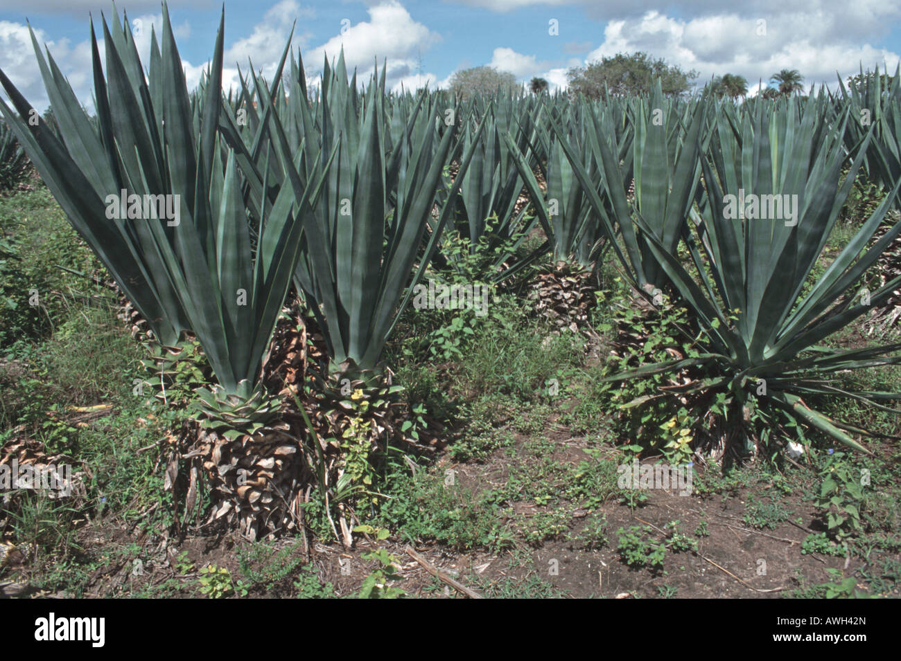 BRAZIL SISAL PLANTATION IN BAHIA STATE Photo Julio Etchart Stock Photo ...