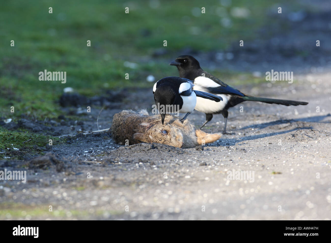 MAGPIE PICA PICA ABOUT TO PECK EYE OF DEAD RABBIT Stock Photo - Alamy