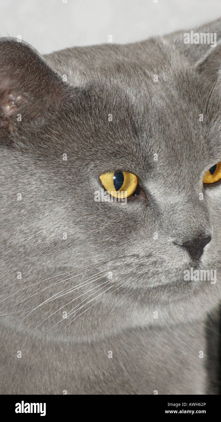 Big cat tales hi-res stock photography and images - Alamy