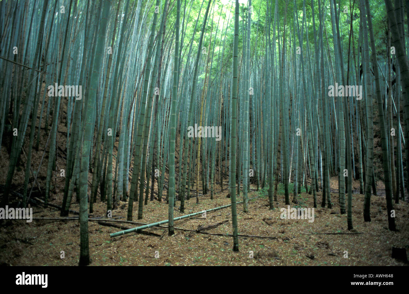 Bamboo grove in Jizo in Temple Bamboo Temple Kyoto Japan Stock Photo ...