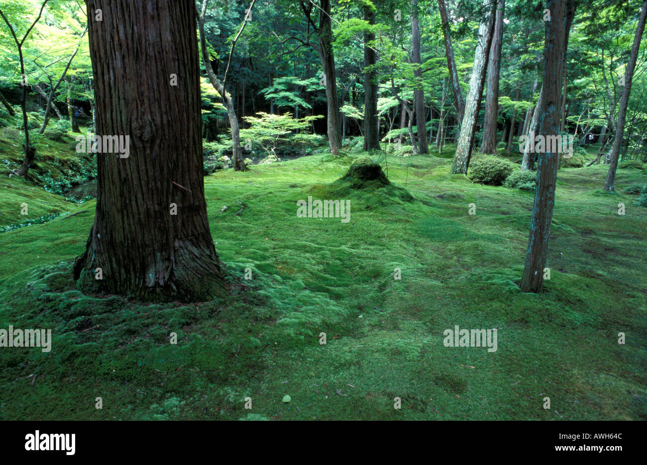 Moss garden of Kokedera Moss Temple Saiho ji Kyoto Japan Stock Photo ...