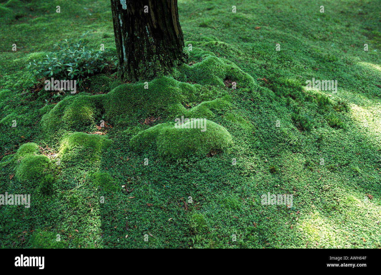 Kokedera moss garden japan hi-res stock photography and images - Alamy