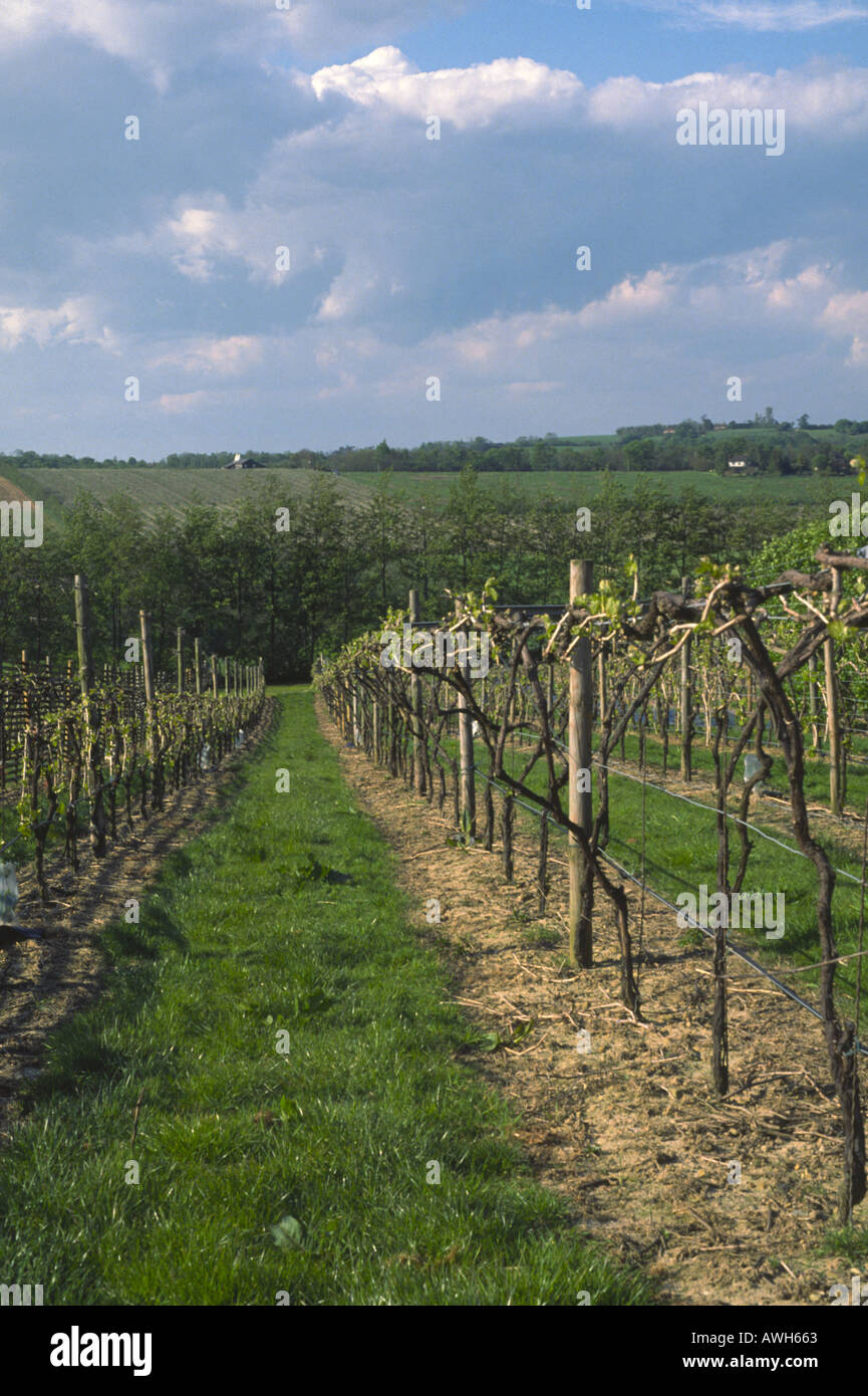 Lamberhurst Vineyard Lamberhurst Kent England Stock Photo - Alamy