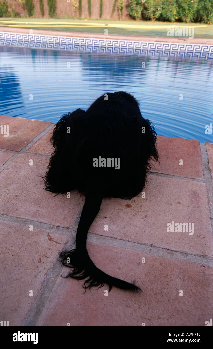 Sotogrande pool hi-res stock photography and images - Alamy