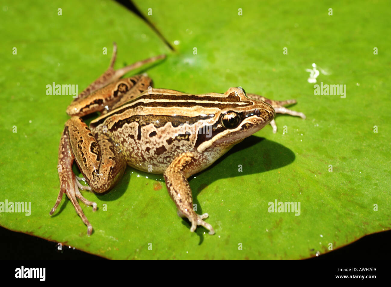Striped Marsh Frog Limnodynastes peronii dsc 8275 Stock Photo - Alamy
