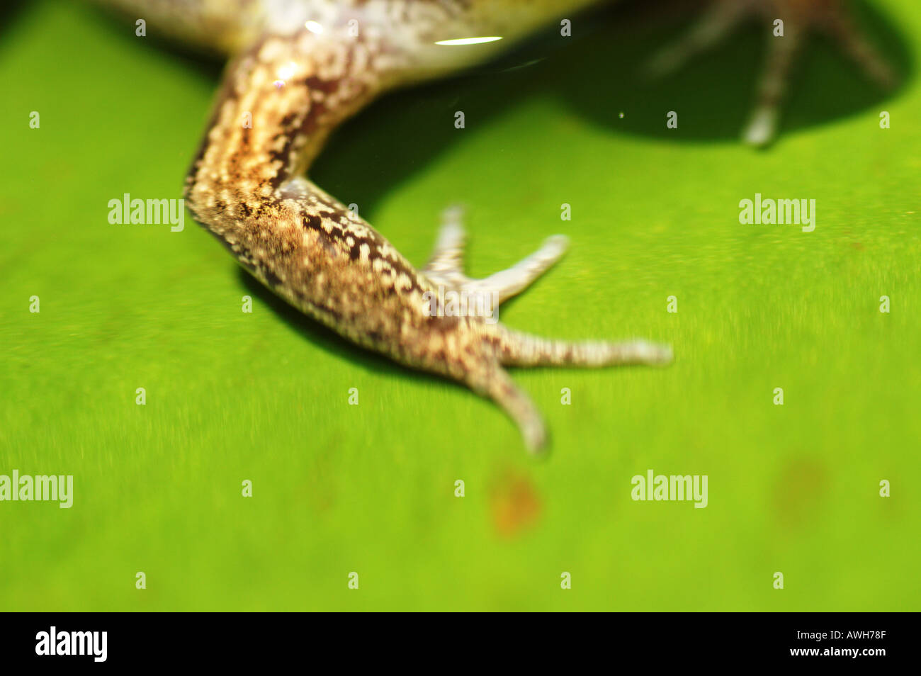 hand foot paw of a Striped Marsh Frog Limnodynastes peronii South East ...