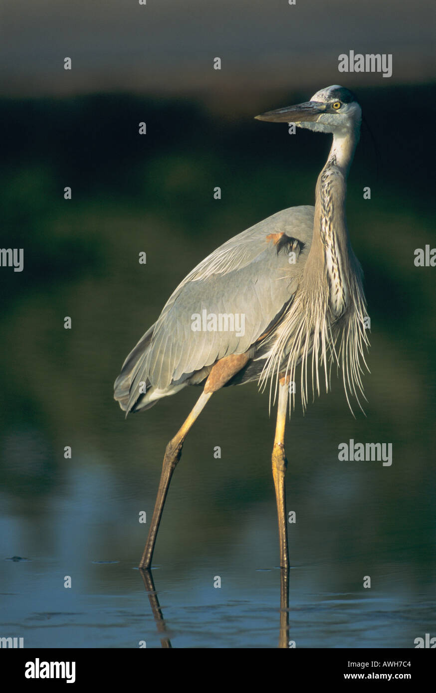 Regal pose hi-res stock photography and images - Alamy