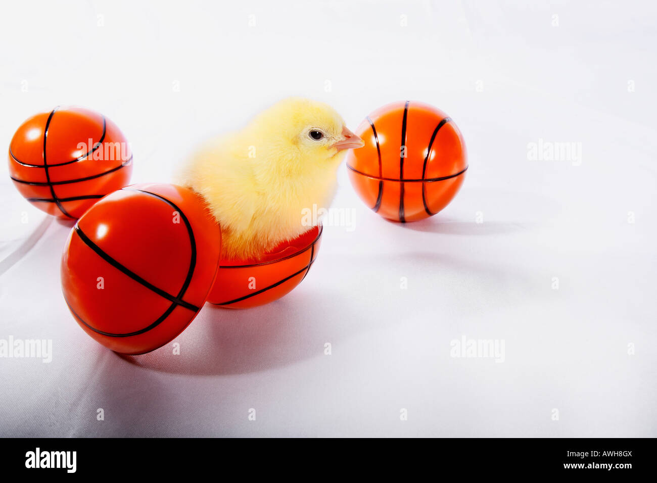 Chick hatching hi-res stock photography and images - Alamy Chick hatching hi-res stock photography and images - Alamy