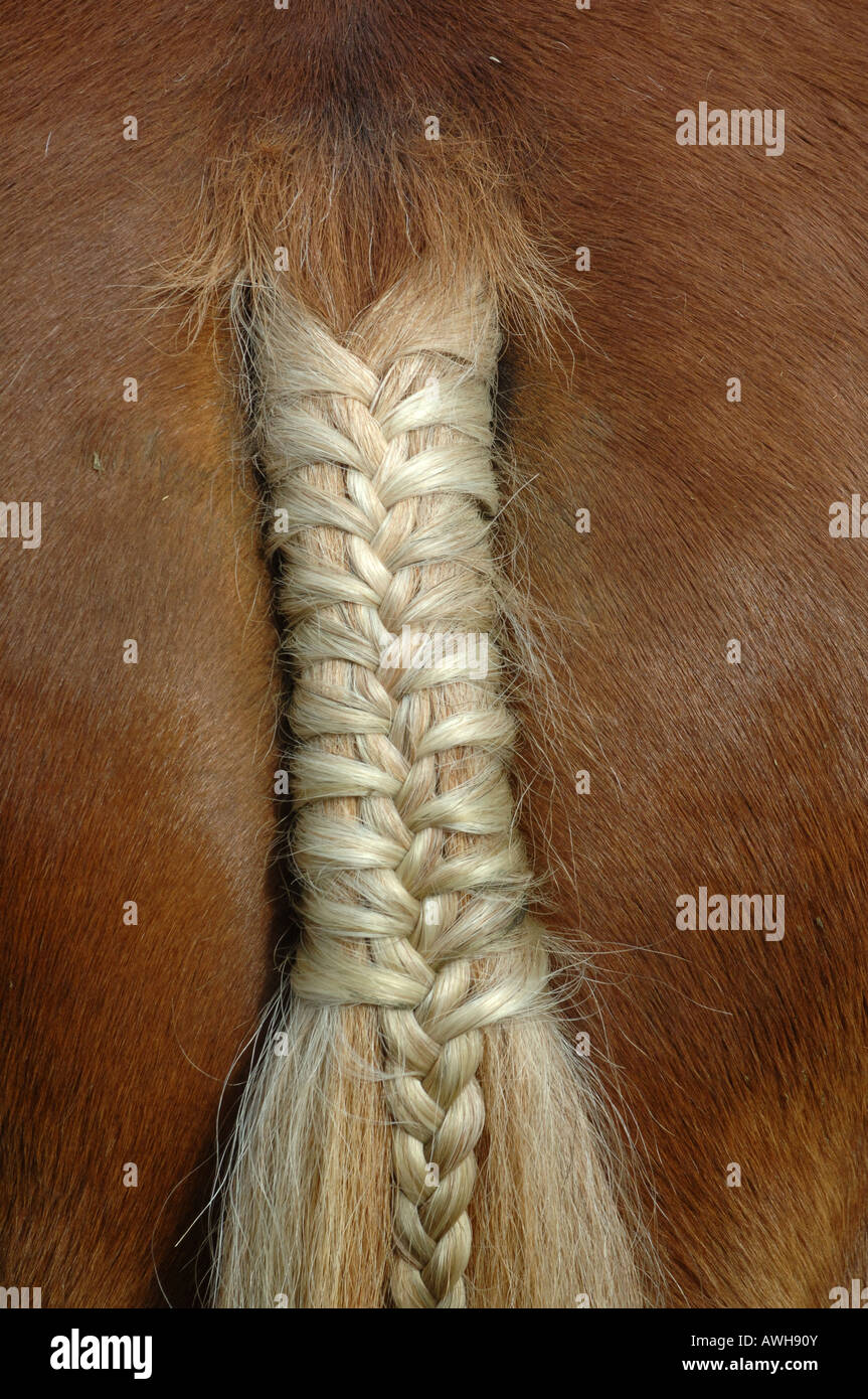 Horse tail hi-res stock photography and images - Alamy
