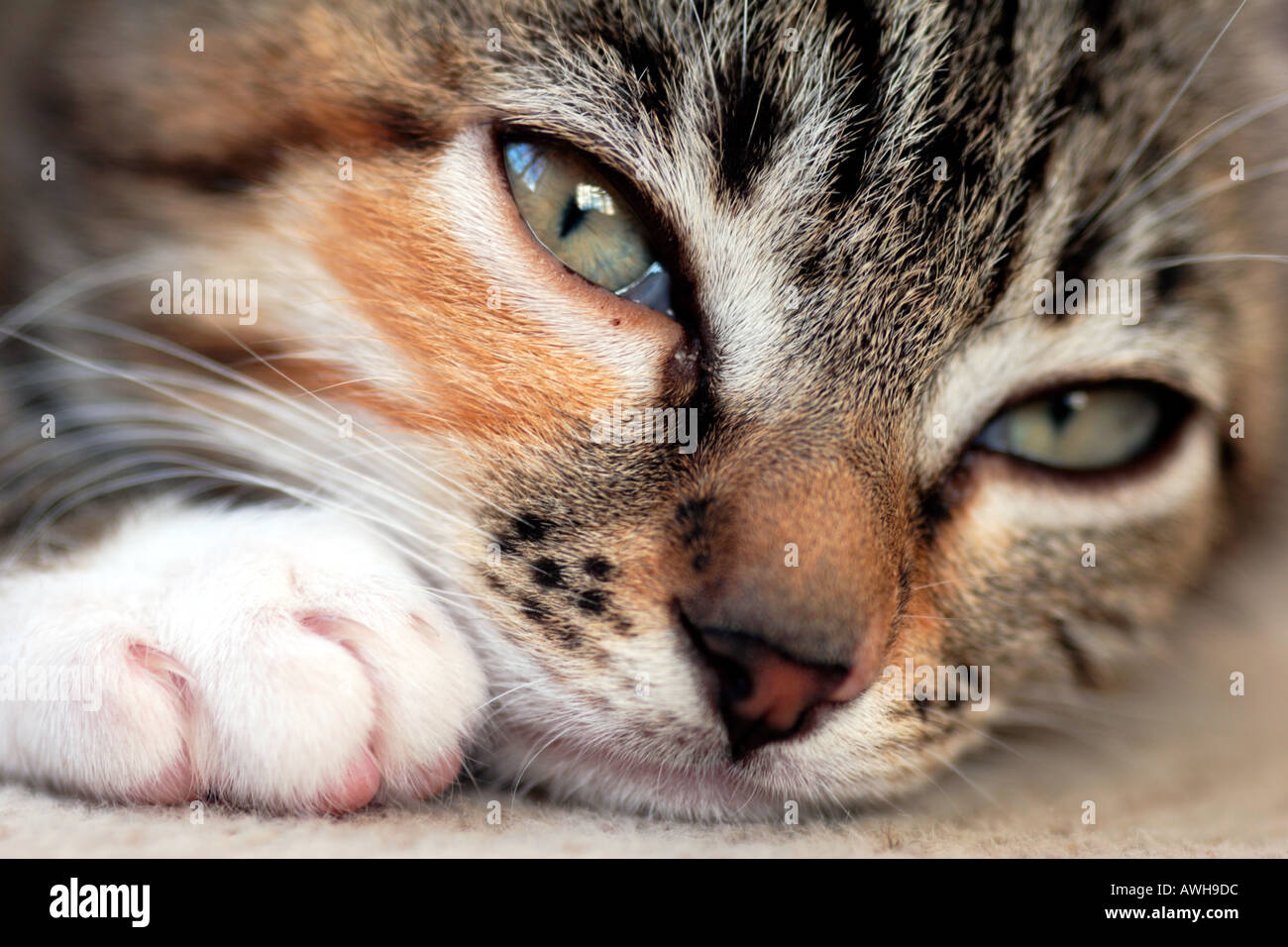Grumpy Cat Falling Asleep Suddenly