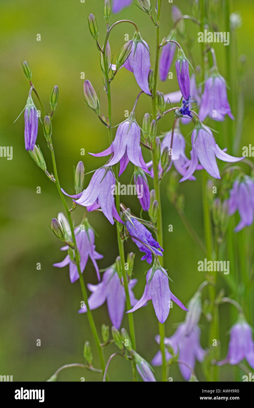 Rampion bellflower Campanula rapunculus growing on roadside grassy ...