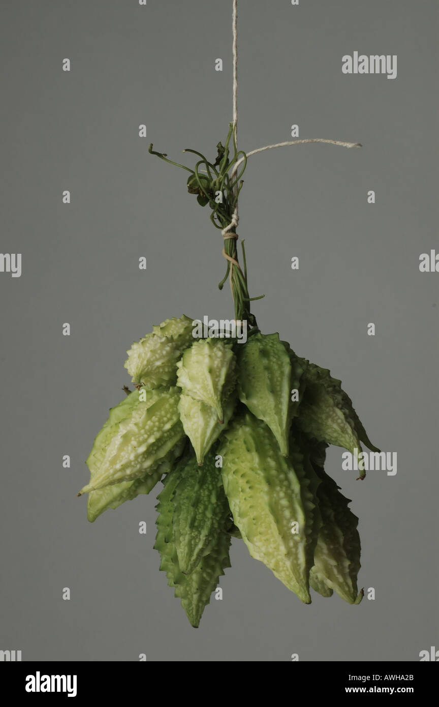 Momordica charantia Asian bitter gourd bitter melon dsc 9750 Stock ...