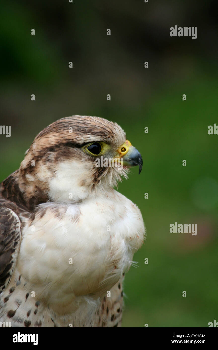 Barbary Falcon High Resolution Stock Photography and Images - Alamy