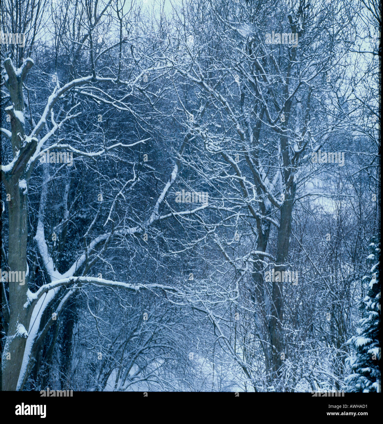 Snow on Trees Stock Photo - Alamy
