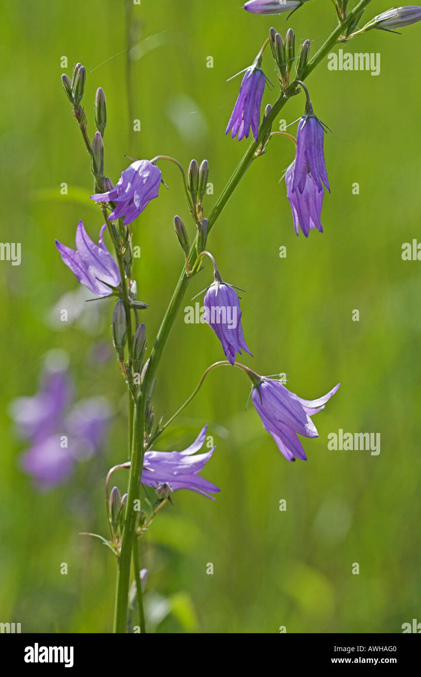 Rampion bellflower Campanula rapunculus growing on roadside grassy ...