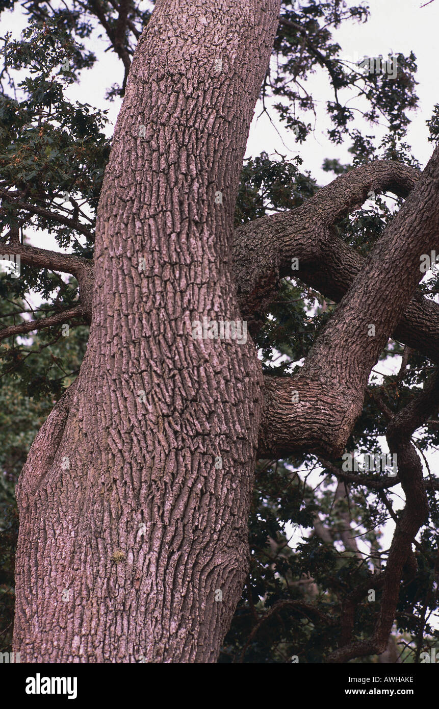 Garry oak trees british columbia hi-res stock photography and images ...