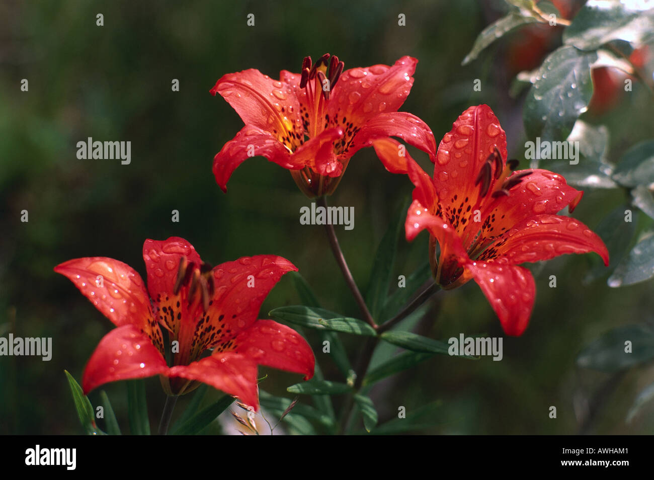 Canada, Pacific Northwest, British Columbia, Kootenay National Park ...
