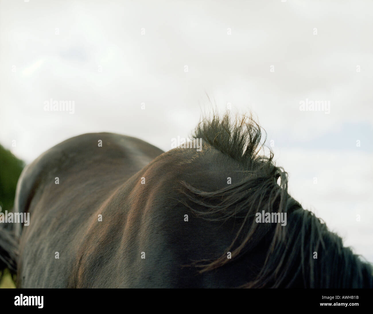 Back mane hi-res stock photography and images - Alamy