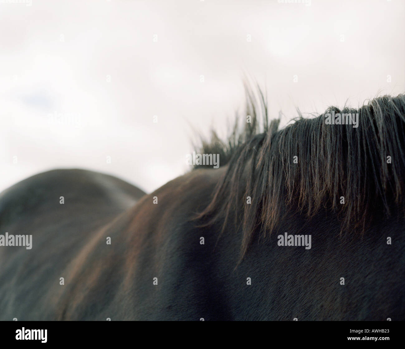 horse back and neck Stock Photo - Alamy