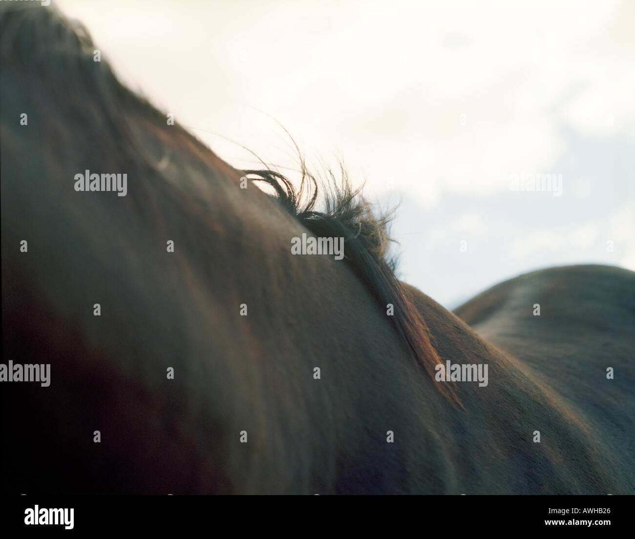 Horse rump hi-res stock photography and images - Alamy