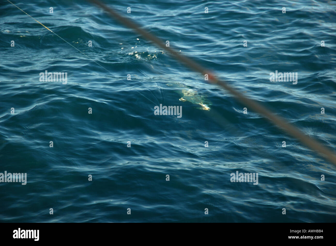 Tim takes his first Mack tuna on Fly Maroochydore Queensland Australia ...