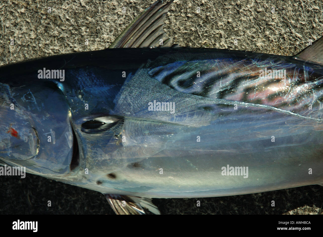 mack tuna on deck before being released dsc 9363 Stock Photo - Alamy